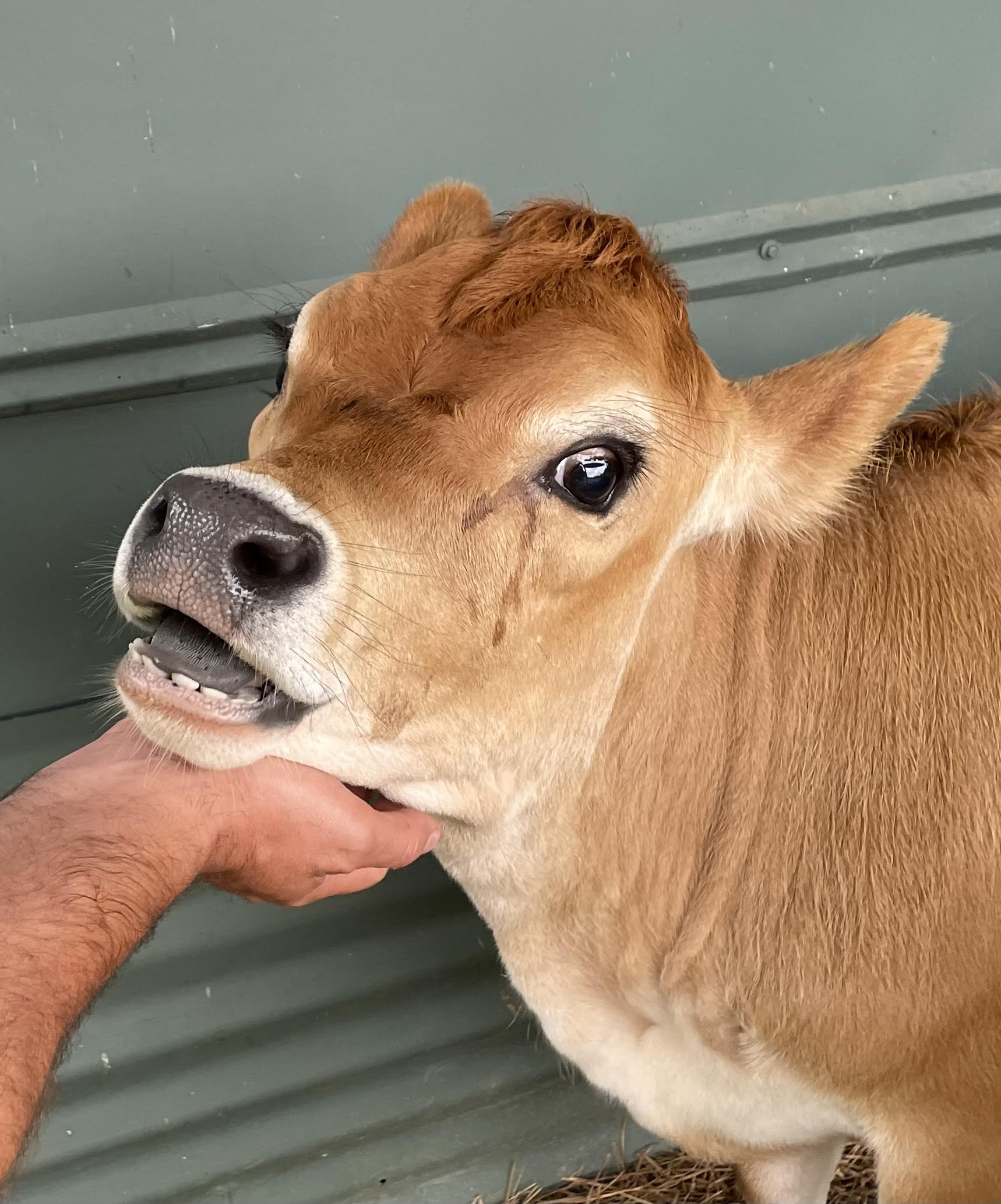 april-teeth | Trace Creek Acres