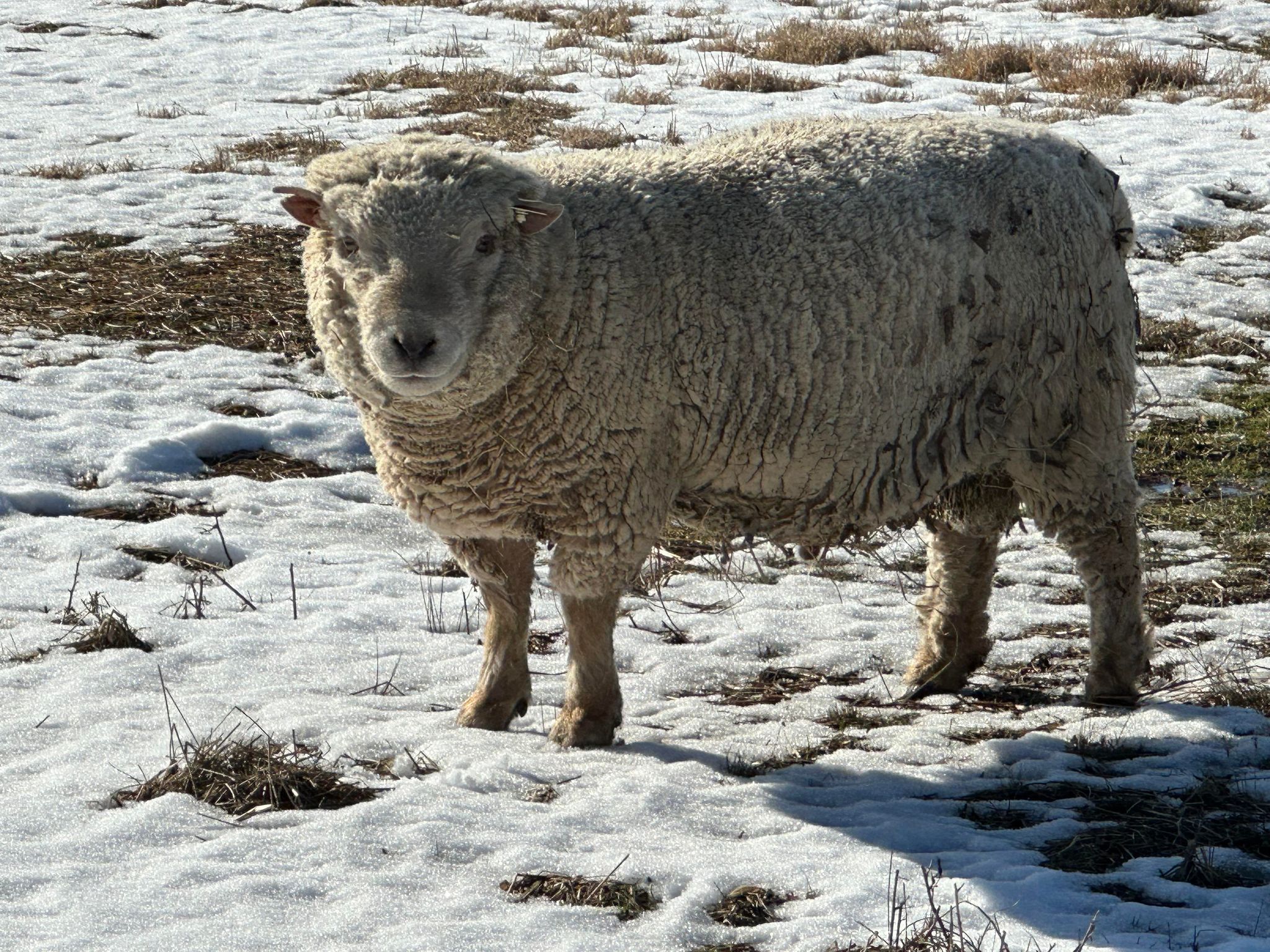 The Legend of Jon Bruce | Trace Creek Acres