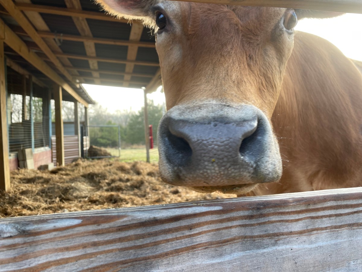 New Calf and Cow Hospitals | Trace Creek Acres