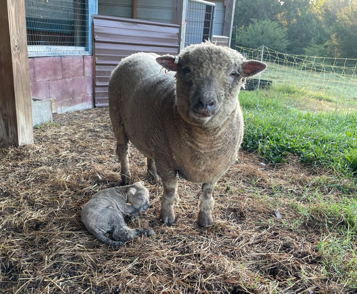 Oops! Hi, baby lamb! | Trace Creek Acres